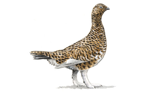 Suomalaisia riistaeläimiä: Riekko